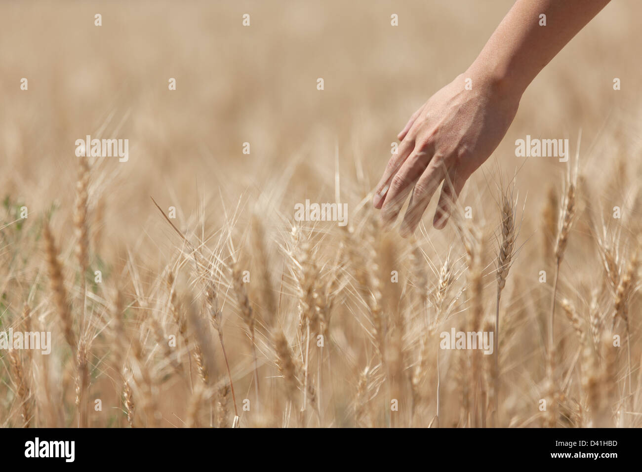 Man's hand holding a spike on the background field Stock Photo - Alamy