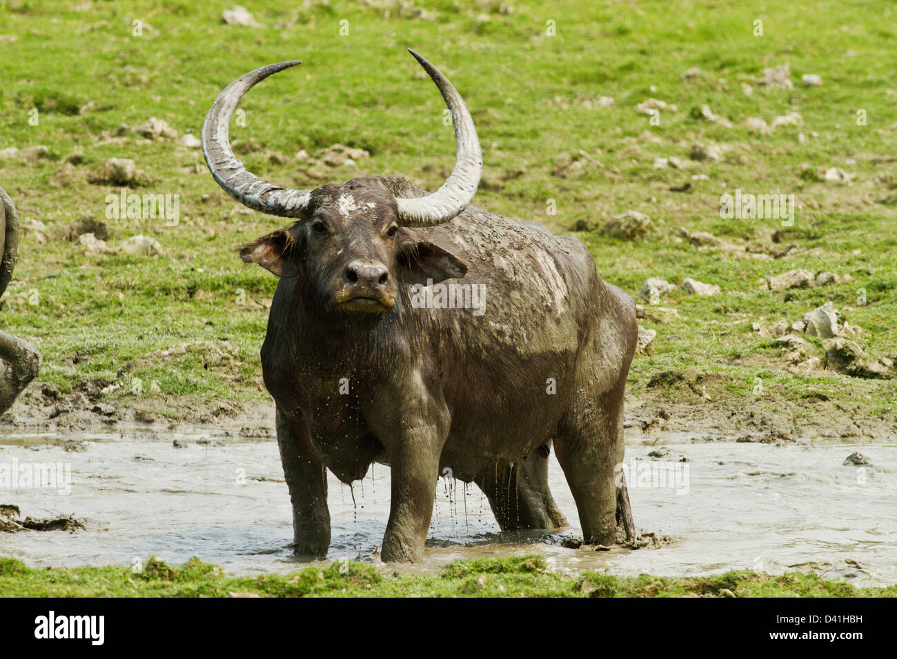 Wild buffalo hi-res stock photography and images - Alamy