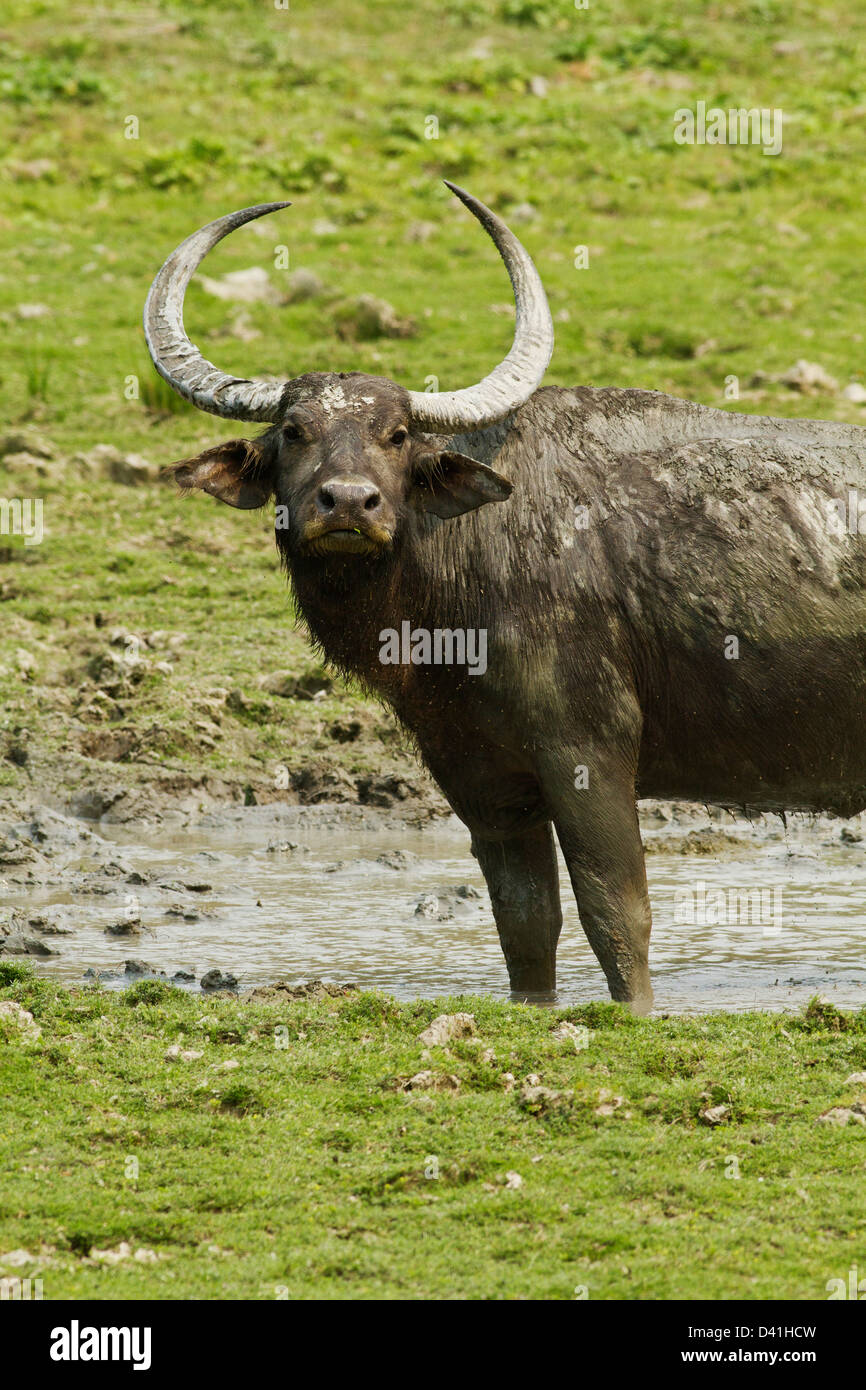 Wild Buffalo in the swamps, Kaziranga National Park, India Stock Photo ...