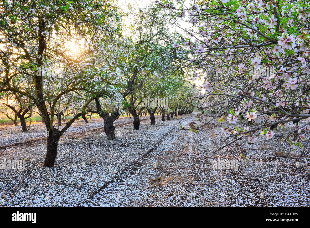 Beautiful almond garden in fading sun beams Stock Photo - Alamy