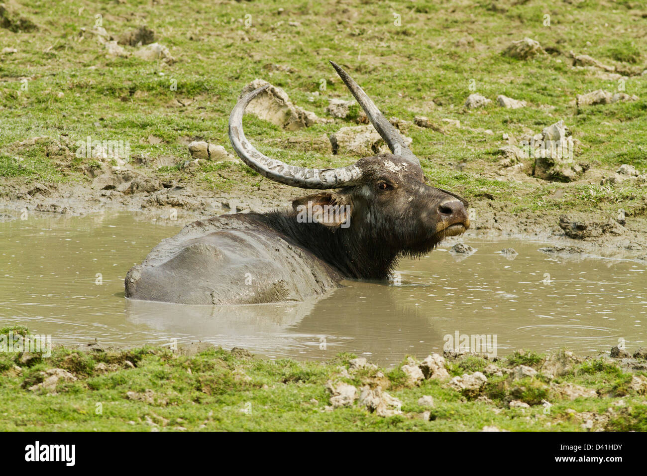 Wet water buffalo hi-res stock photography and images - Alamy