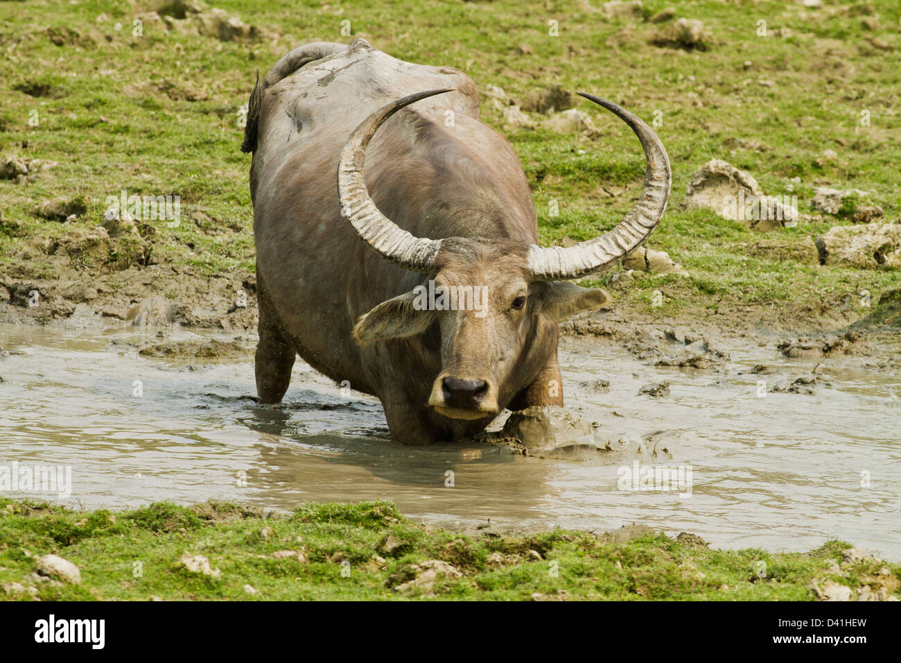 Wild Buffalo in the swamps, Kaziranga National Park, India Stock Photo ...