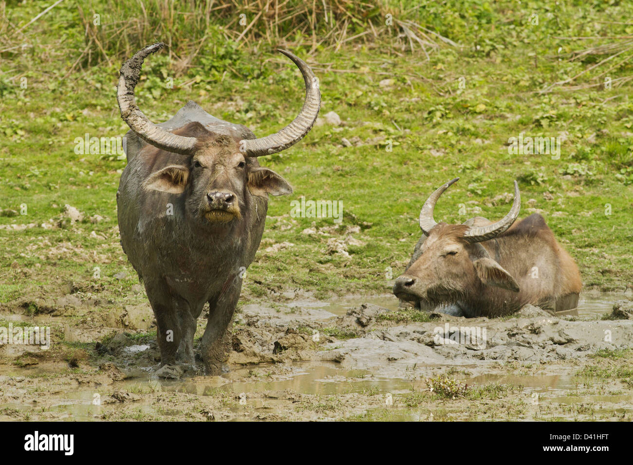 Wild Buffalo in the swamps, Kaziranga National Park, India Stock Photo ...