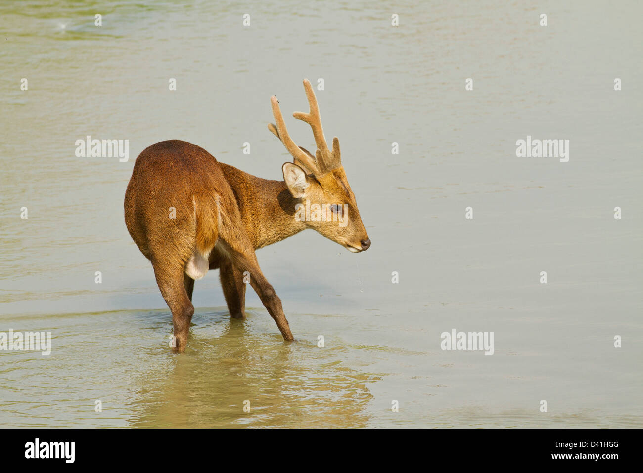 Deer in kaziranga national park hi-res stock photography and images - Alamy