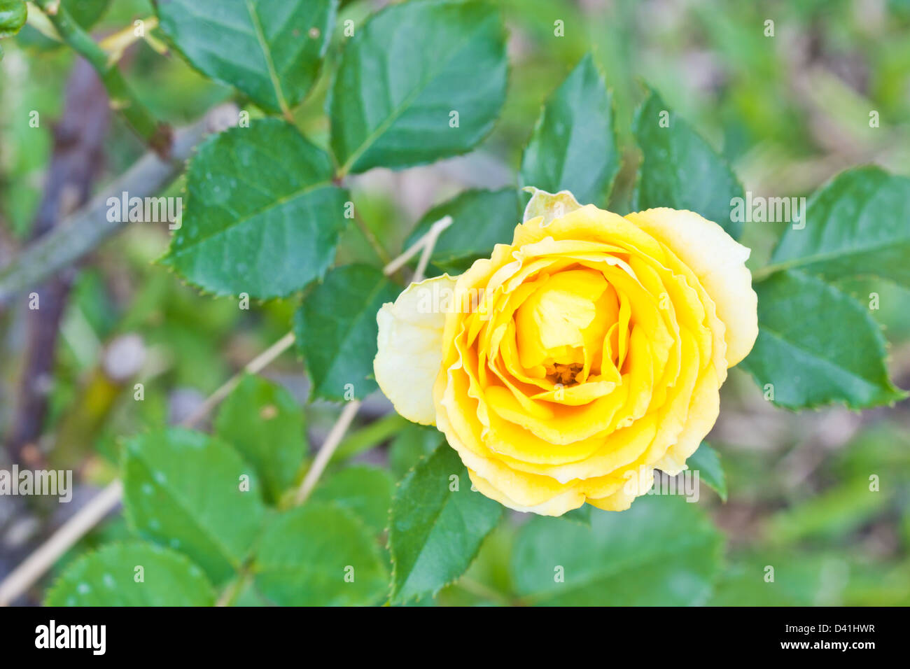 Single Yellow Rose in the Public Garden Stock Photo - Alamy