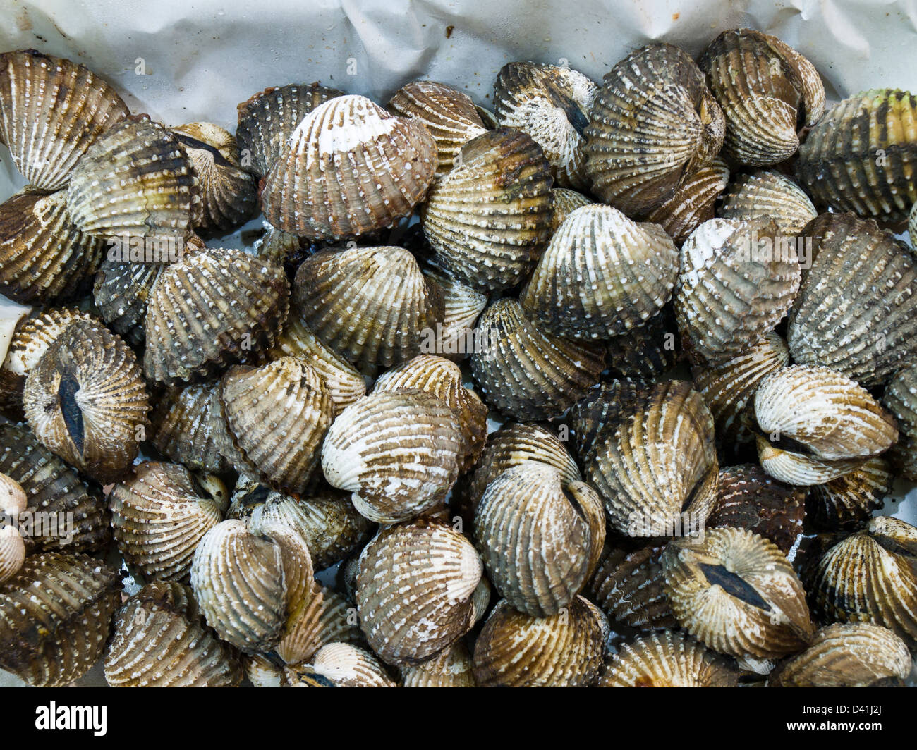 Grilled Blood cockle Stock Photo - Alamy