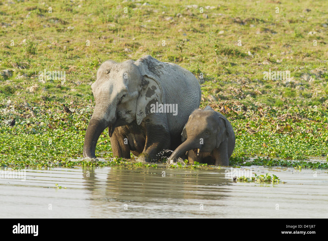 Female elephant young feeding hi-res stock photography and images - Alamy