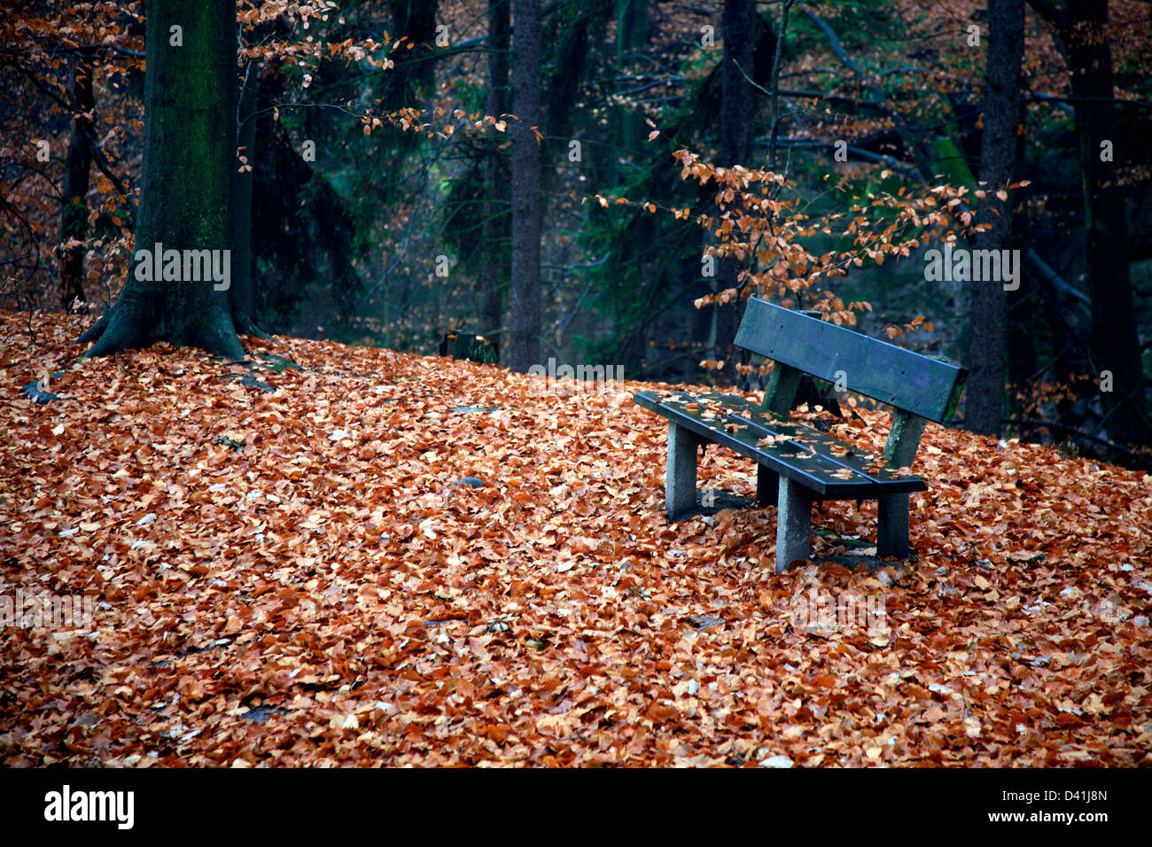 Bench in the forest in autumn Stock Photo - Alamy