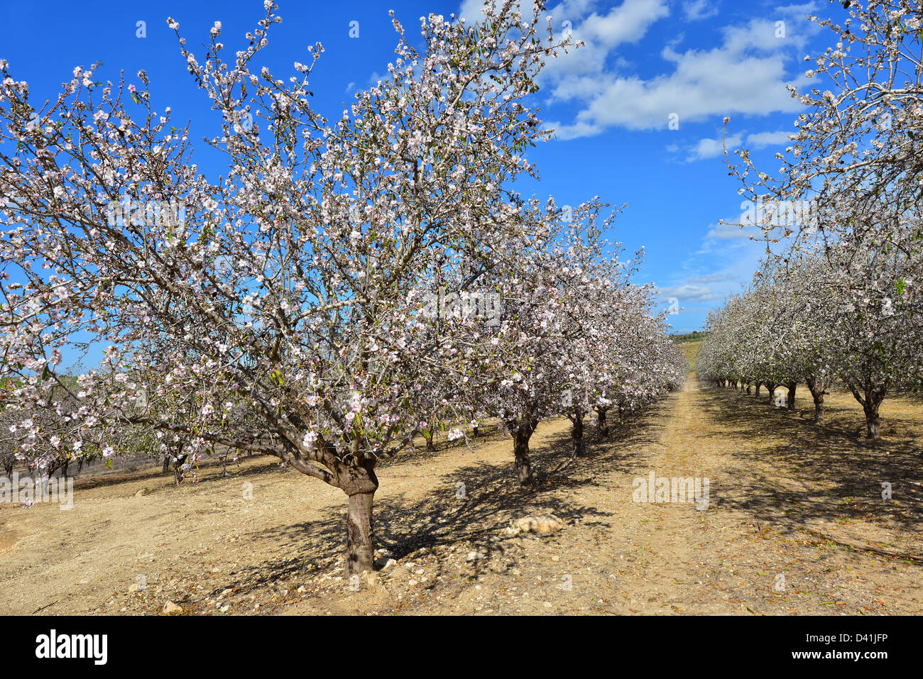 Almond trees bloom hi-res stock photography and images - Alamy