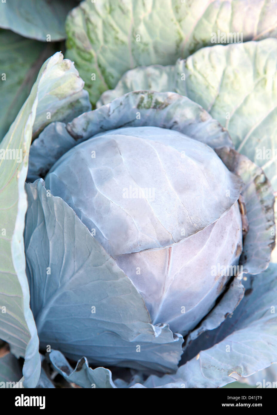 Autumn harvest of the red cabbage Stock Photo - Alamy