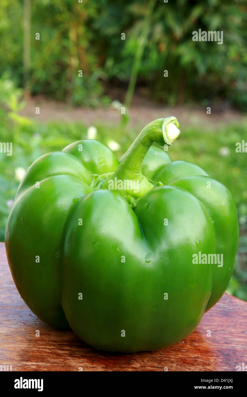 Big green pepper in the summer garden Stock Photo - Alamy