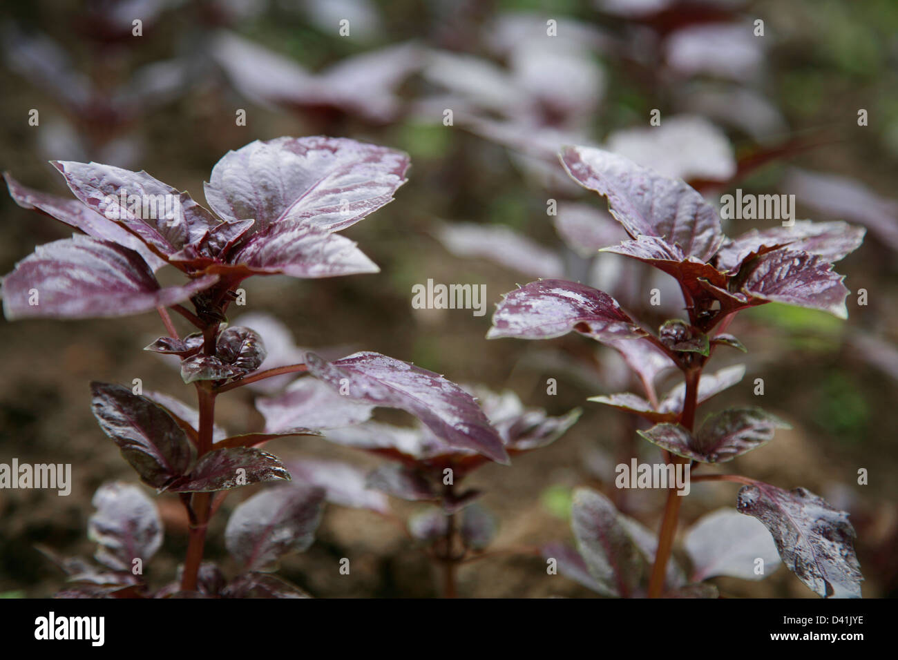 Blue basil in the garden Stock Photo - Alamy