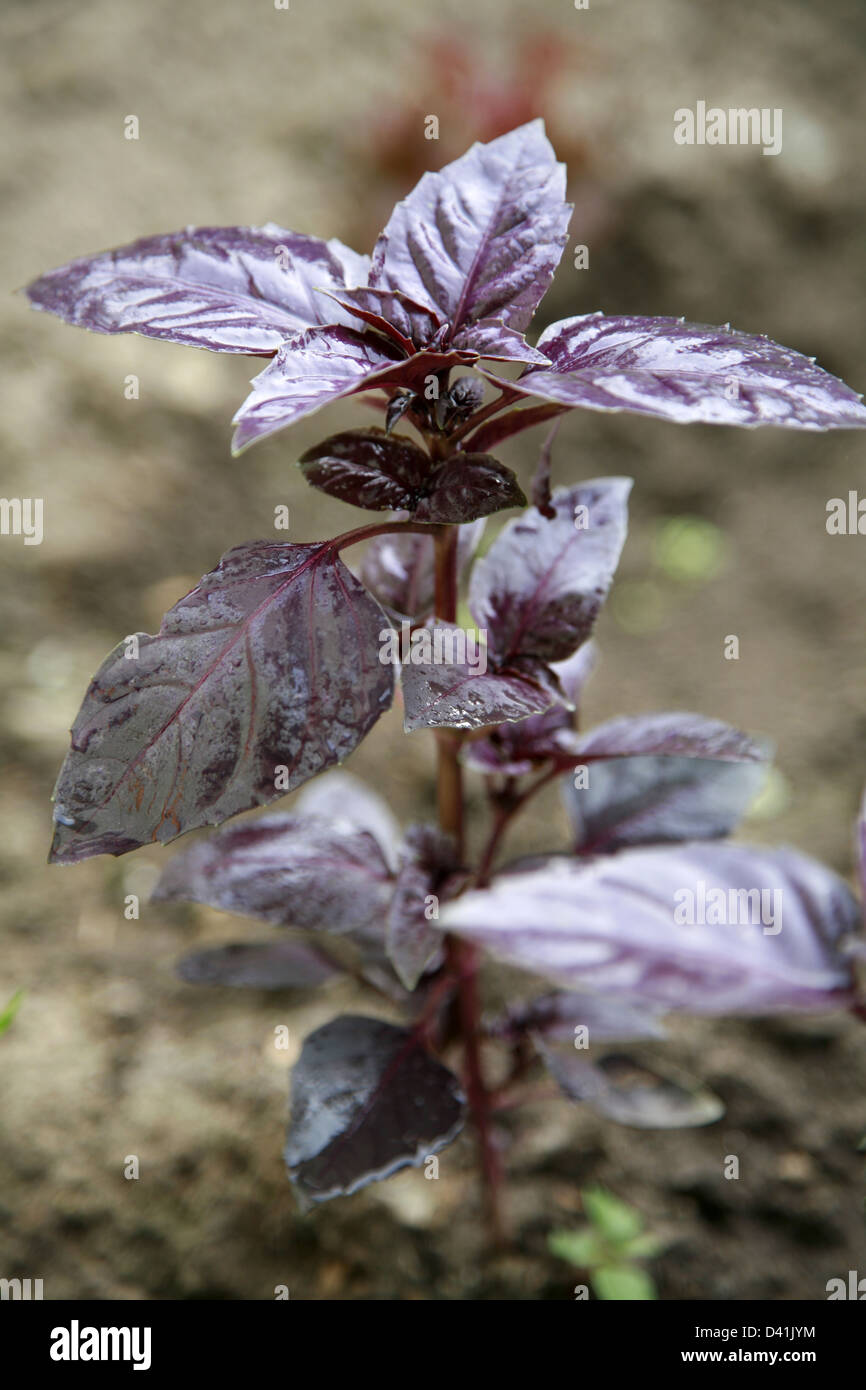 Blue basil in the garden Stock Photo - Alamy