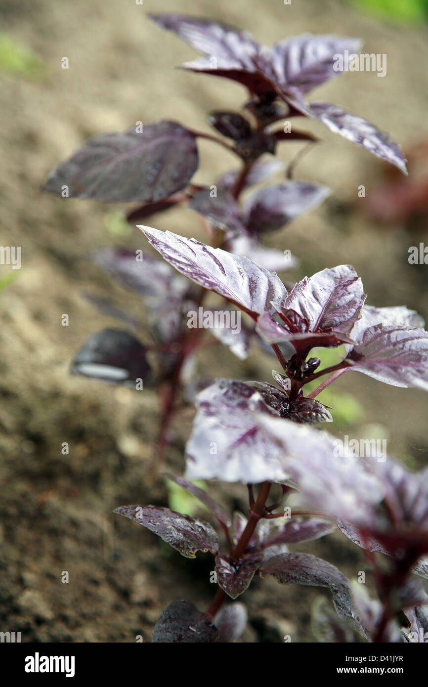 Blue basil is growing in the garden Stock Photo - Alamy