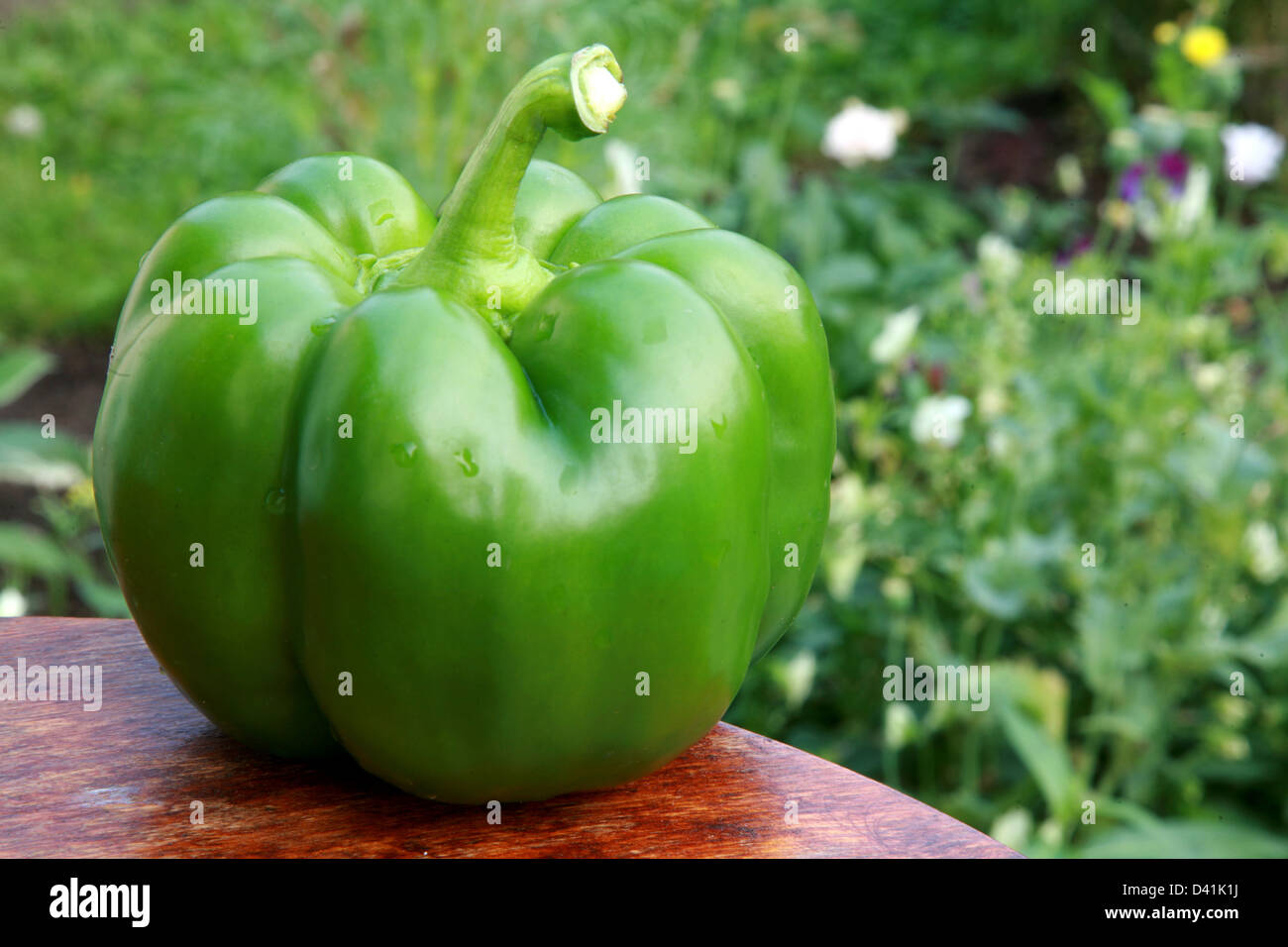 Colorful big green pepper closeup Stock Photo - Alamy