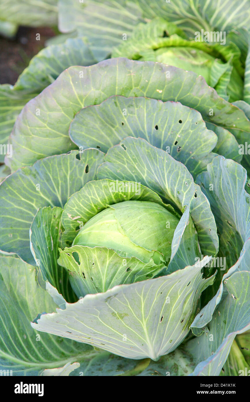 Cabbage in the garden Stock Photo - Alamy