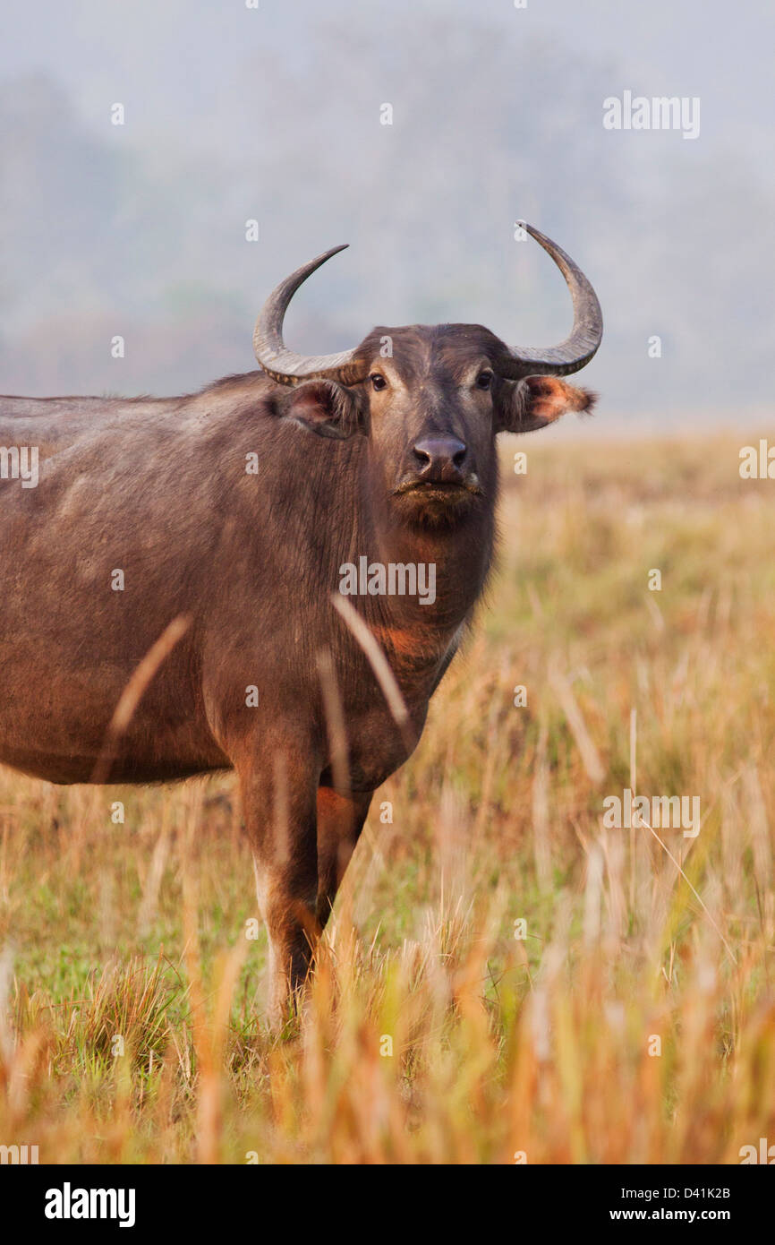 Wild Buffalo in the swamps, Kaziranga National Park, India Stock Photo ...