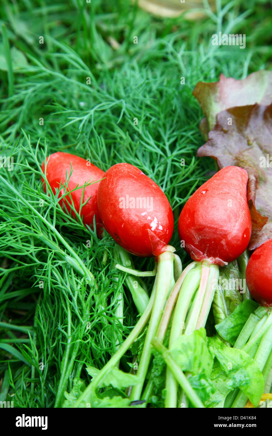 Dill grass hi-res stock photography and images - Alamy