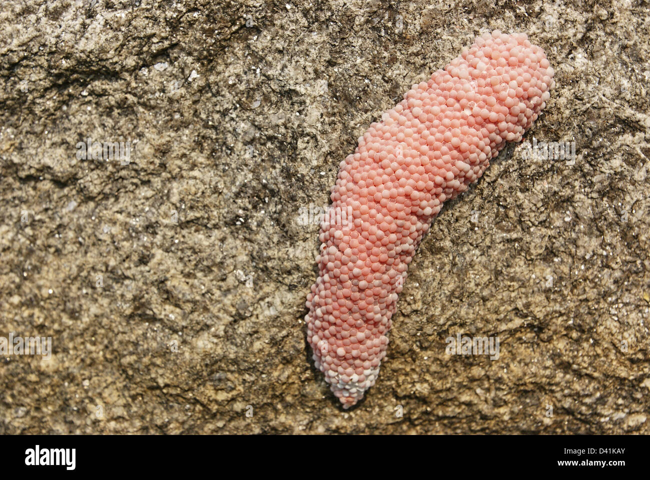 Golden apple snail egg hi-res stock photography and images - Alamy