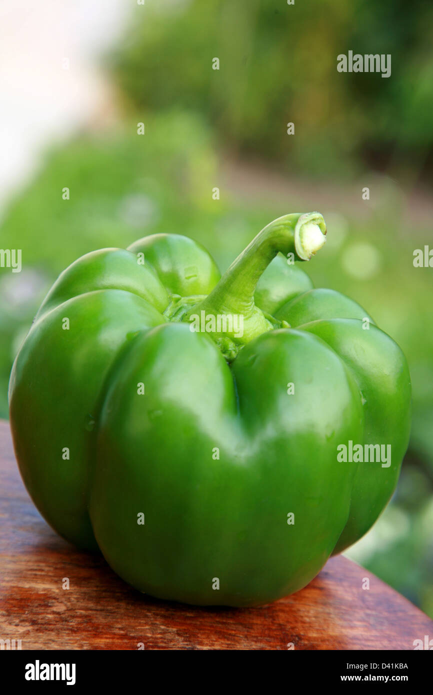 Green pepper blur in the summer garden Stock Photo - Alamy