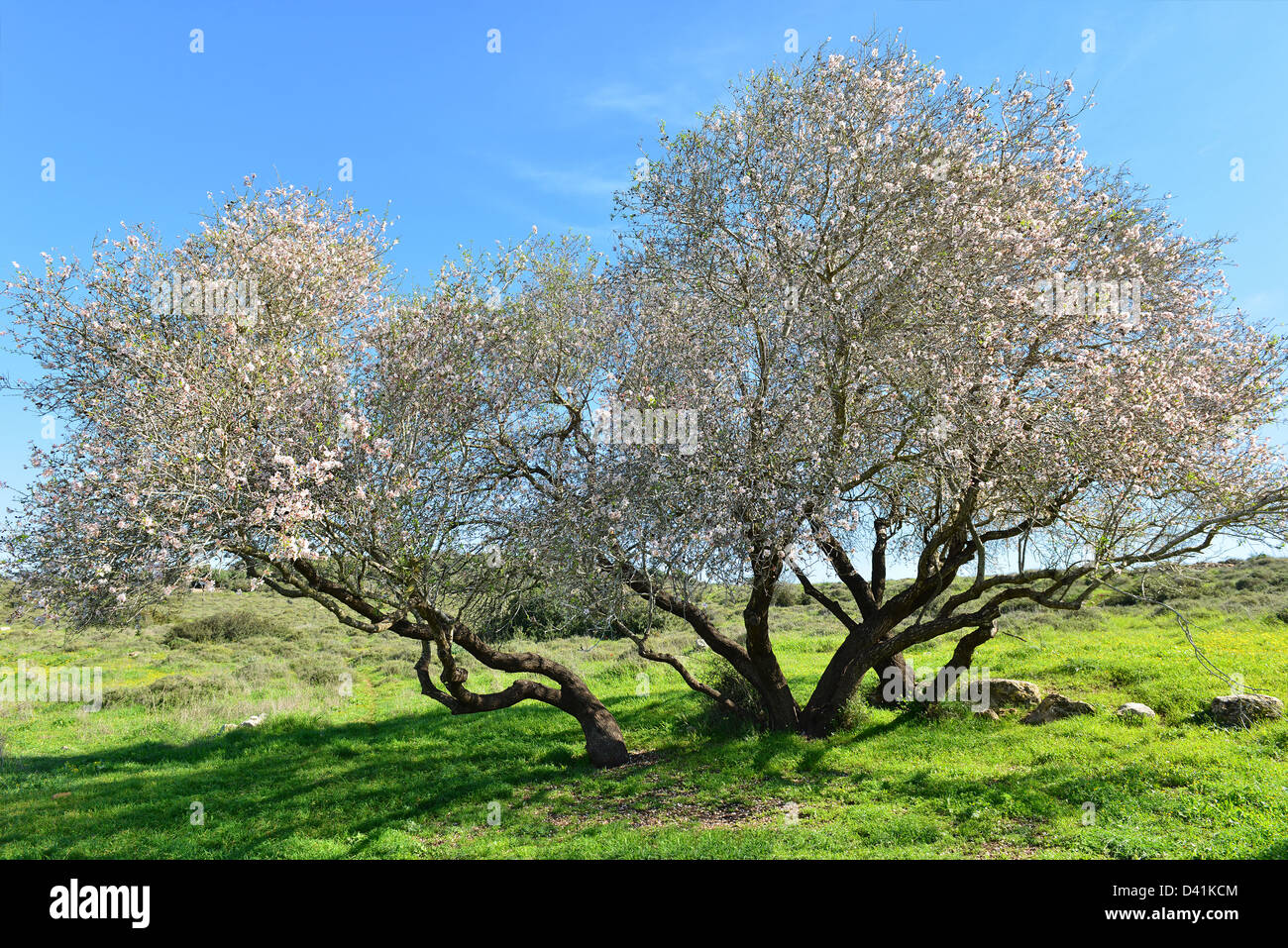 Wild almond tree hi-res stock photography and images - Alamy