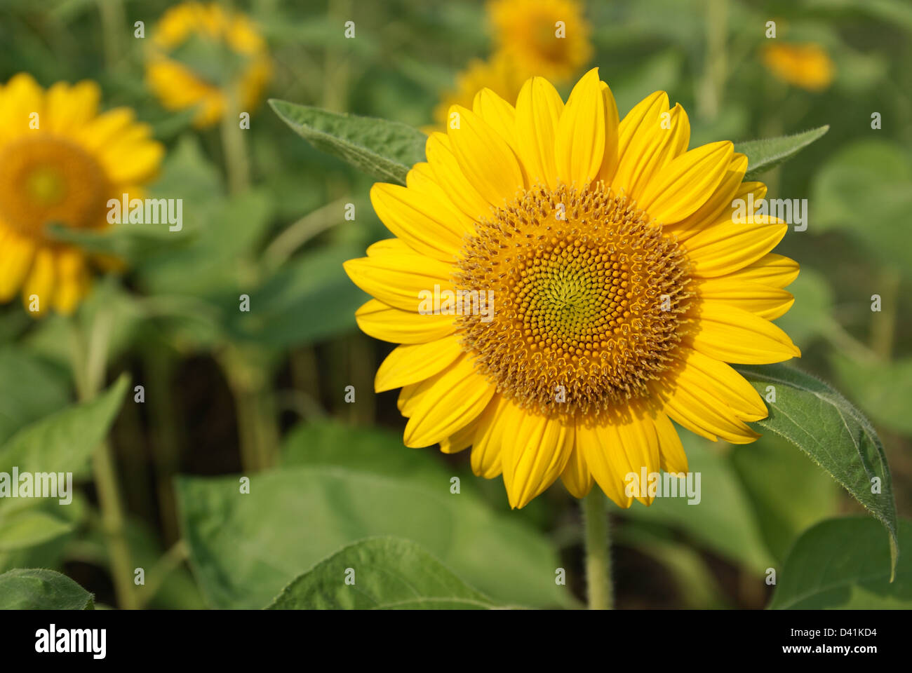 Bloom sunflowers in a garden Stock Photo - Alamy