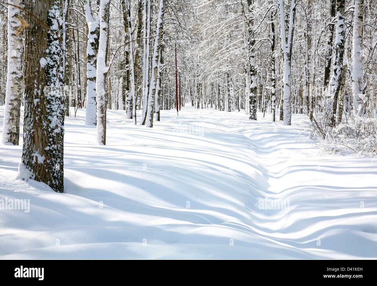 Pathway in april beautiful birch grove Stock Photo - Alamy