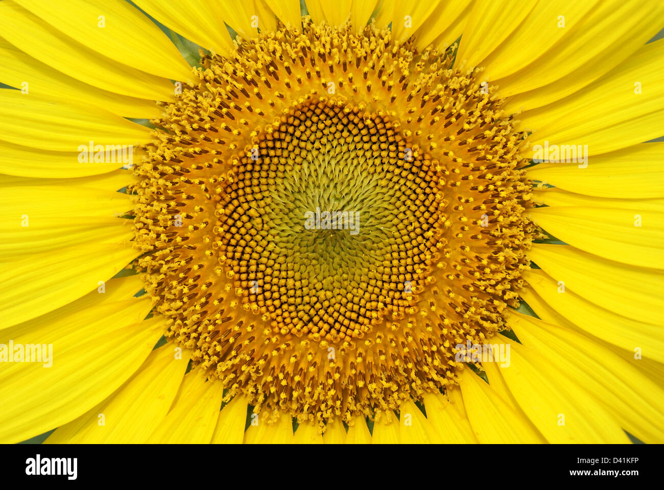Sunflower close up Stock Photo - Alamy