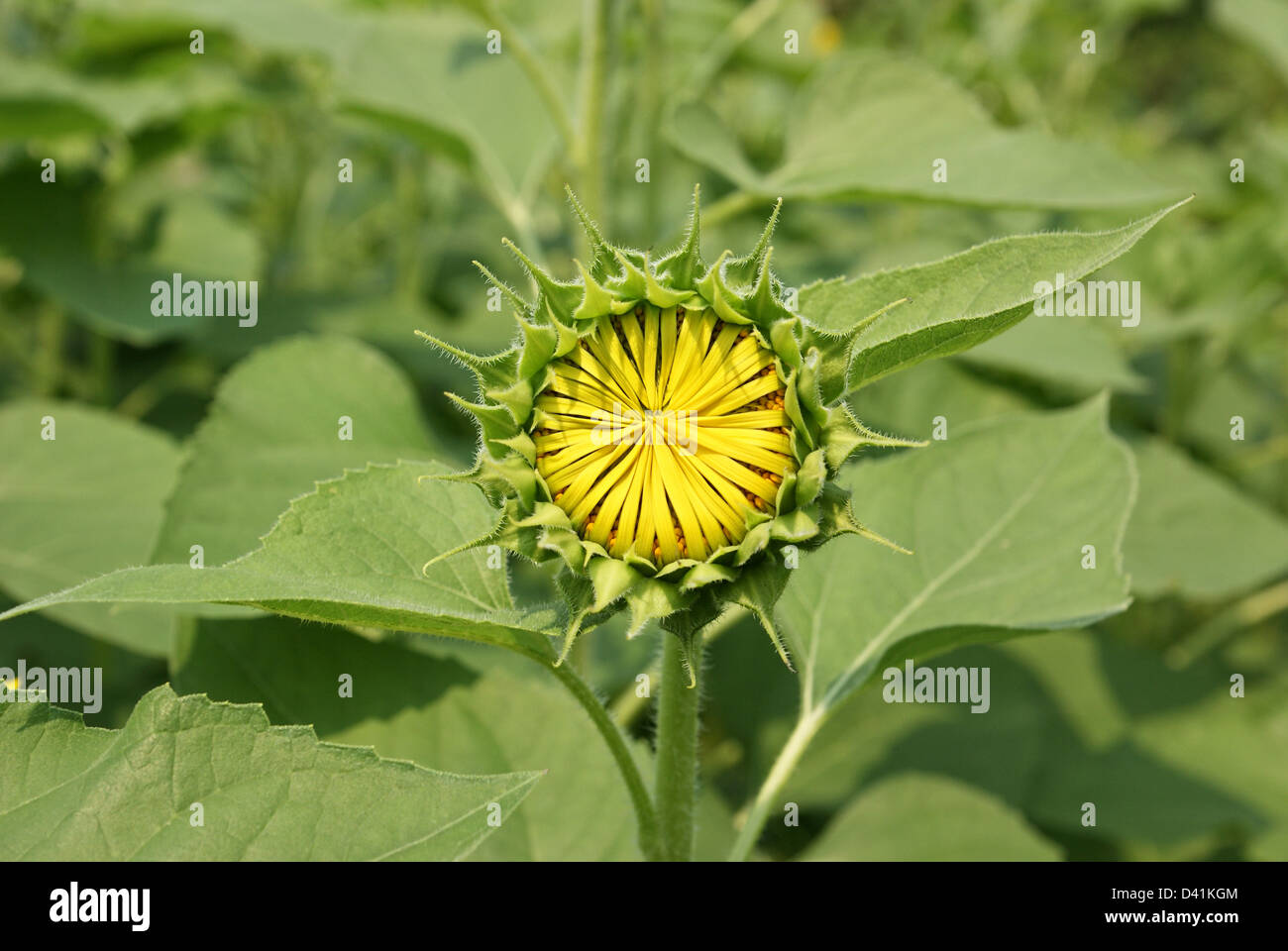 Bud sunflower in a garden Stock Photo - Alamy