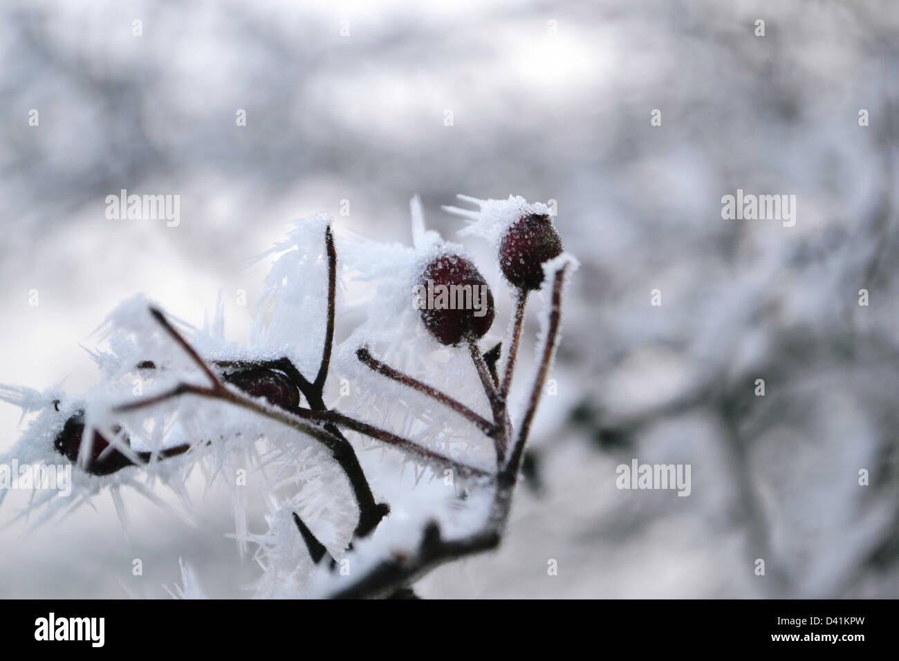 Ice on a Berry Stock Photo - Alamy
