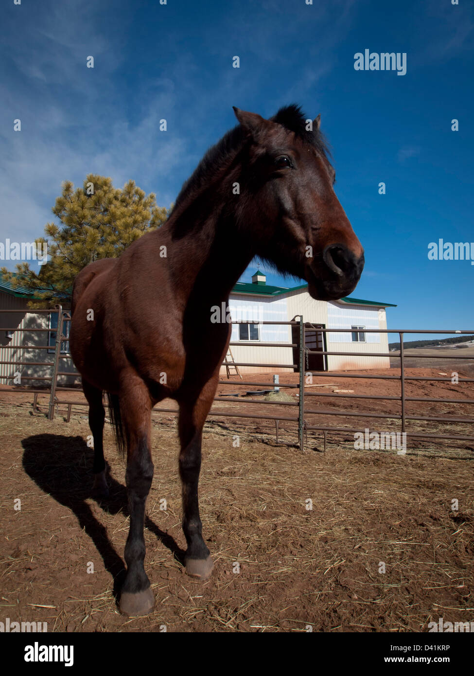Horses on the farm in Colorado Stock Photo - Alamy