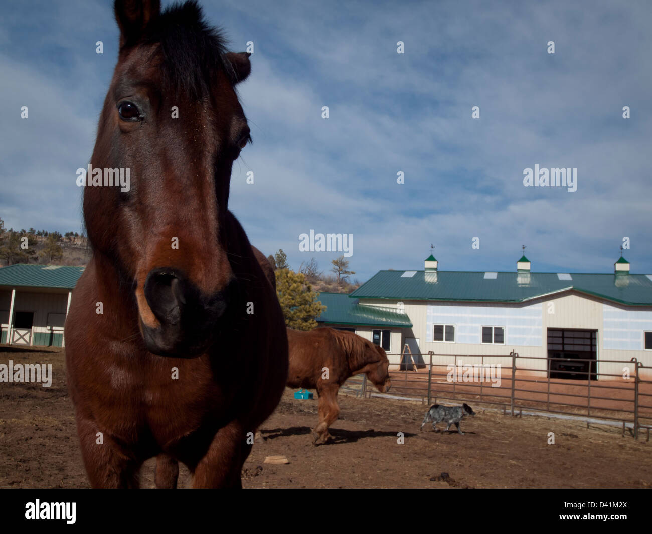 Horses on the farm in Colorado Stock Photo - Alamy