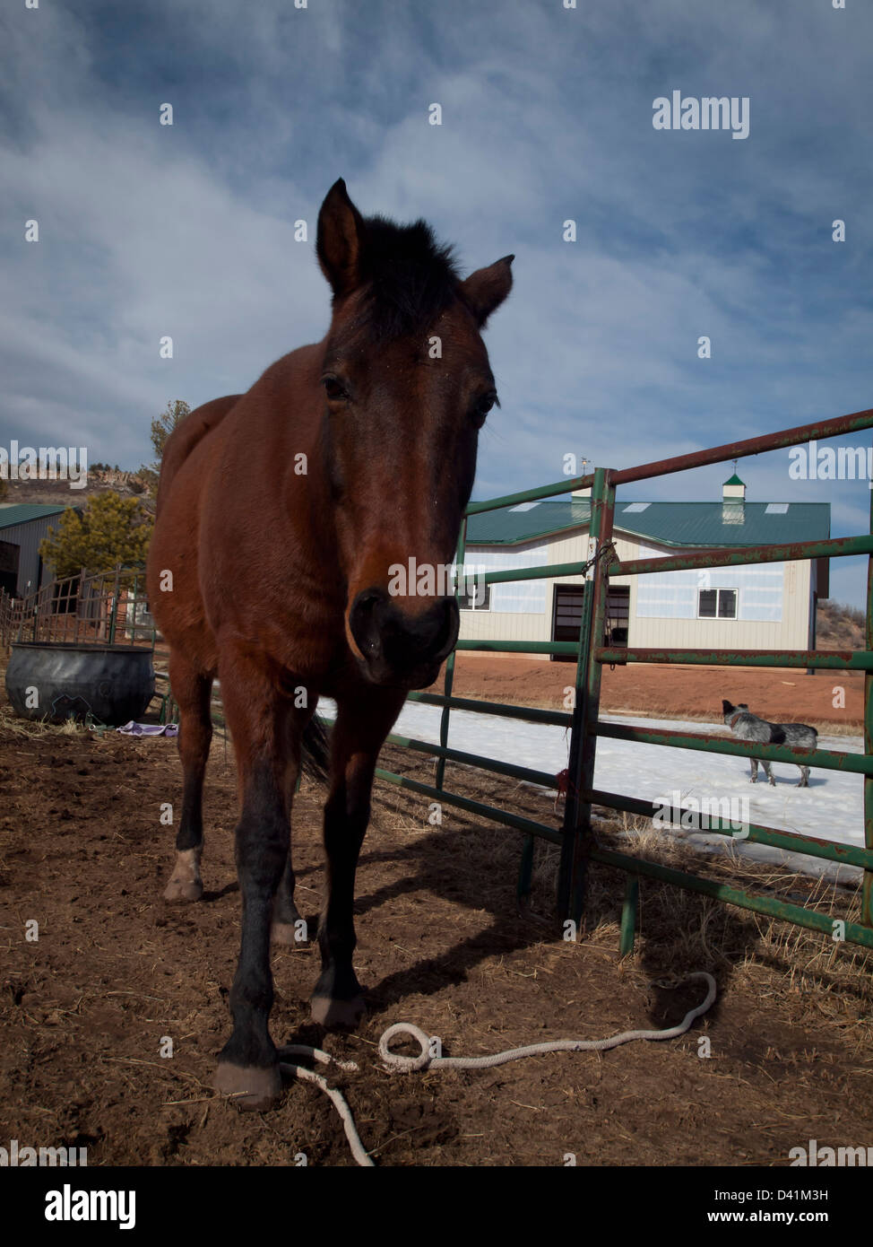 Horses on the farm in Colorado Stock Photo - Alamy