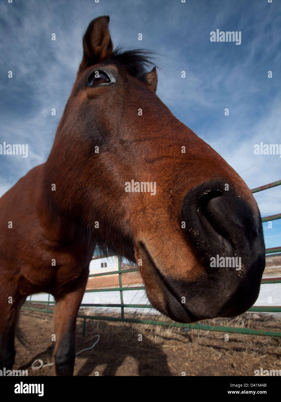 Horses on the farm in Colorado Stock Photo - Alamy