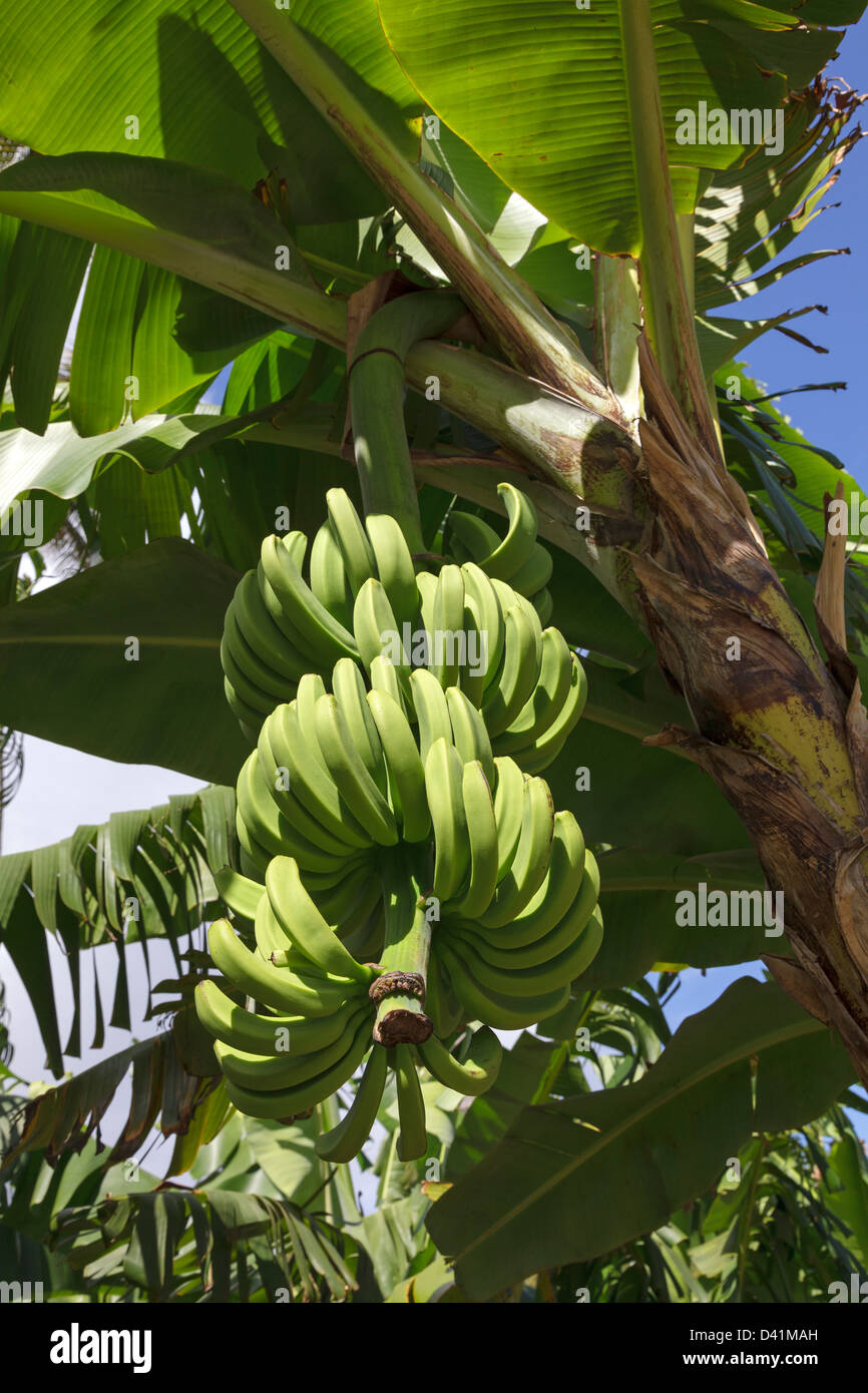 Bananas growing tree hi-res stock photography and images - Alamy