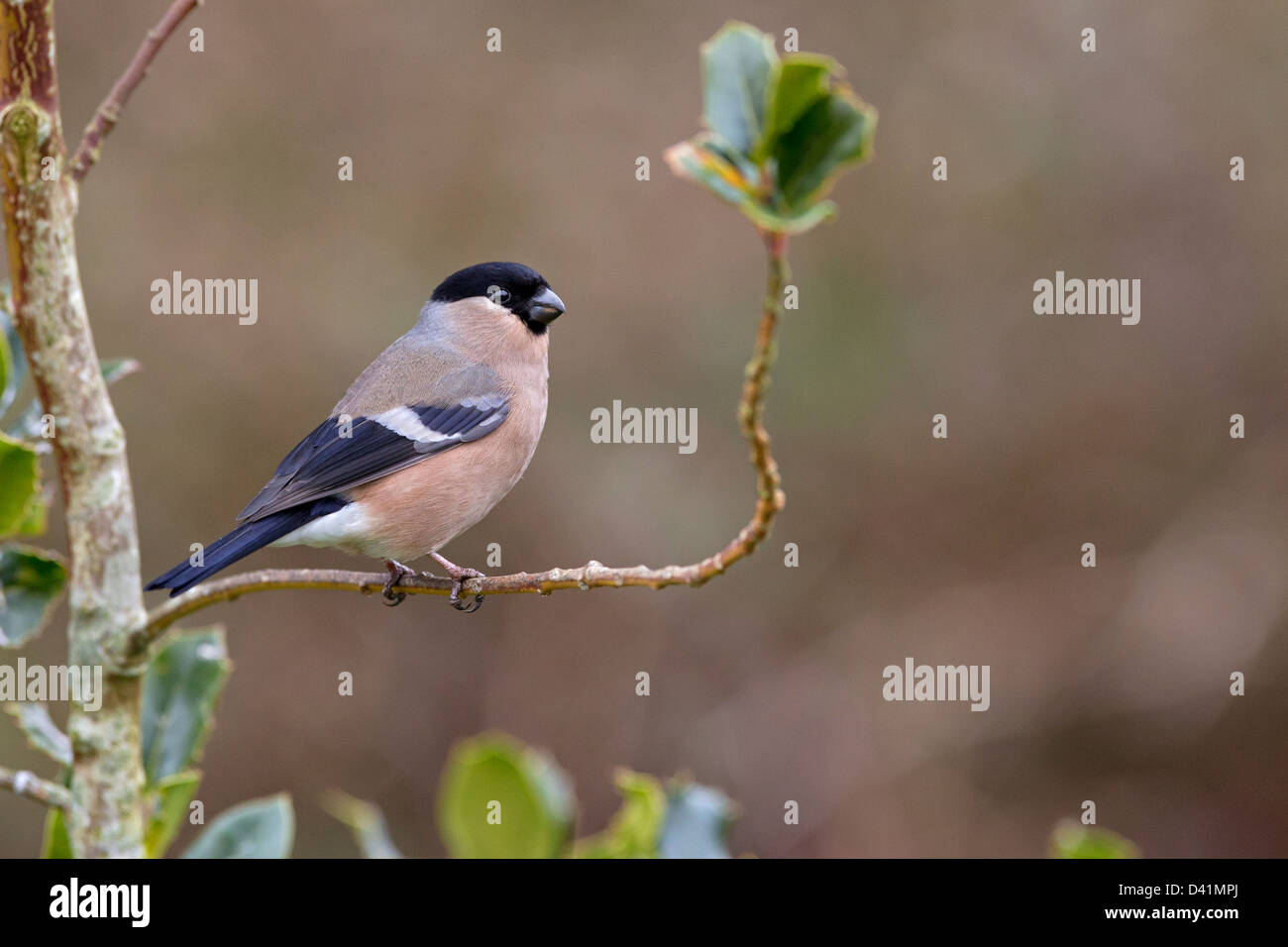 Female bullfinch hi-res stock photography and images - Alamy