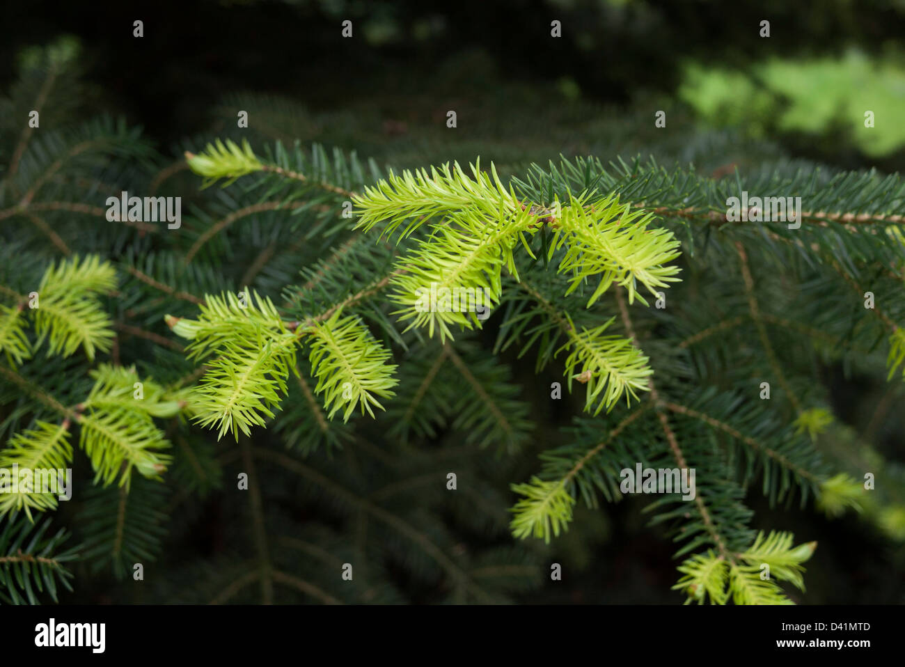 New pine shoots hi-res stock photography and images - Alamy