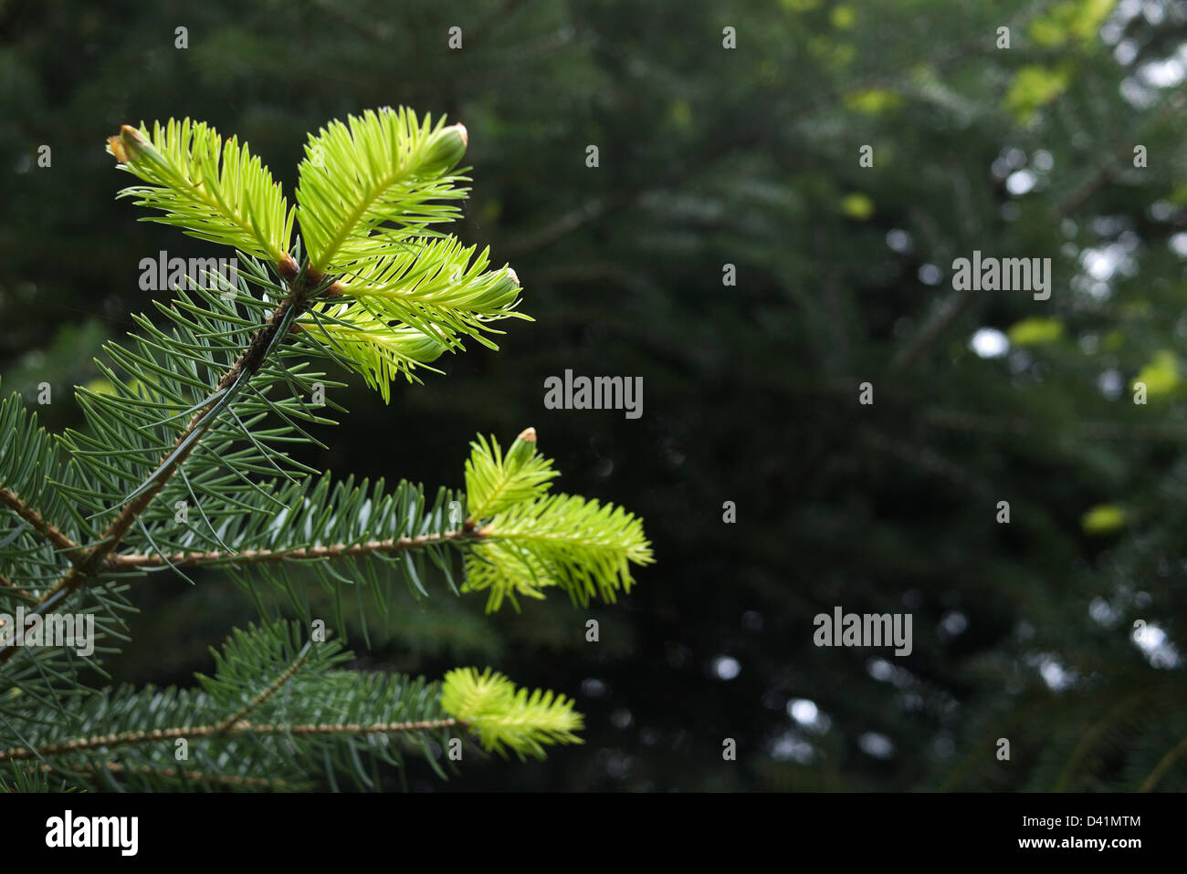 New pine shoots hi-res stock photography and images - Alamy