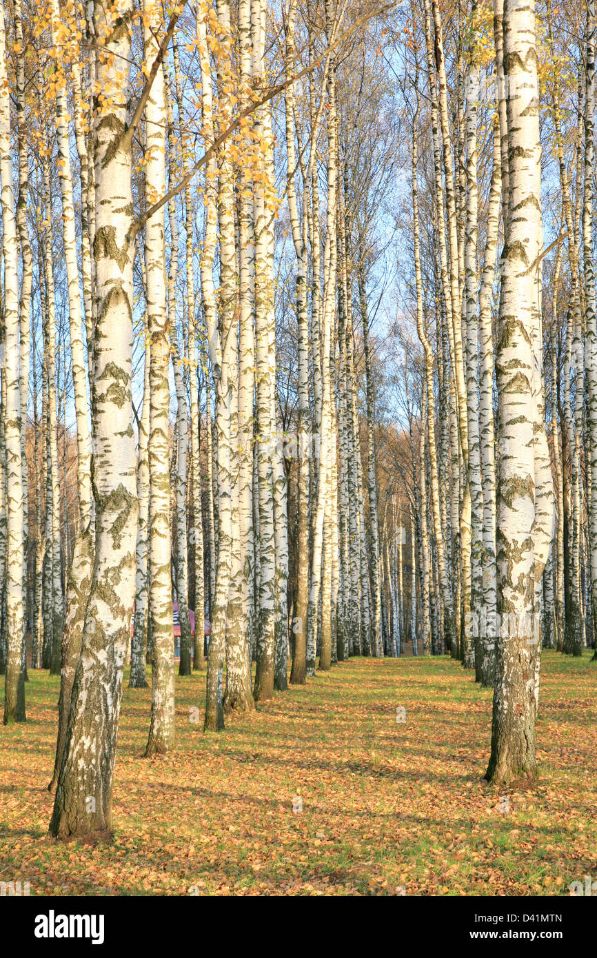 Birch groove hi-res stock photography and images - Alamy
