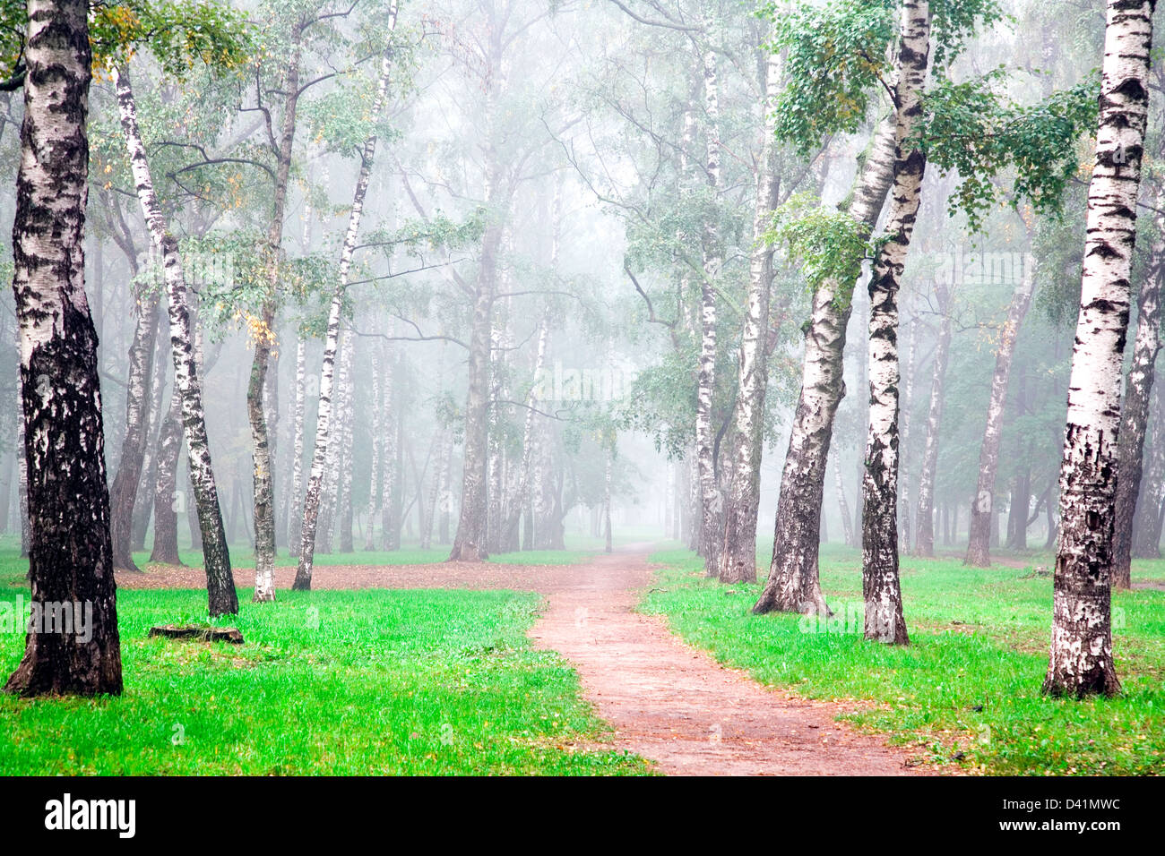 Autumn deep fog in the morning birch grove Stock Photo - Alamy