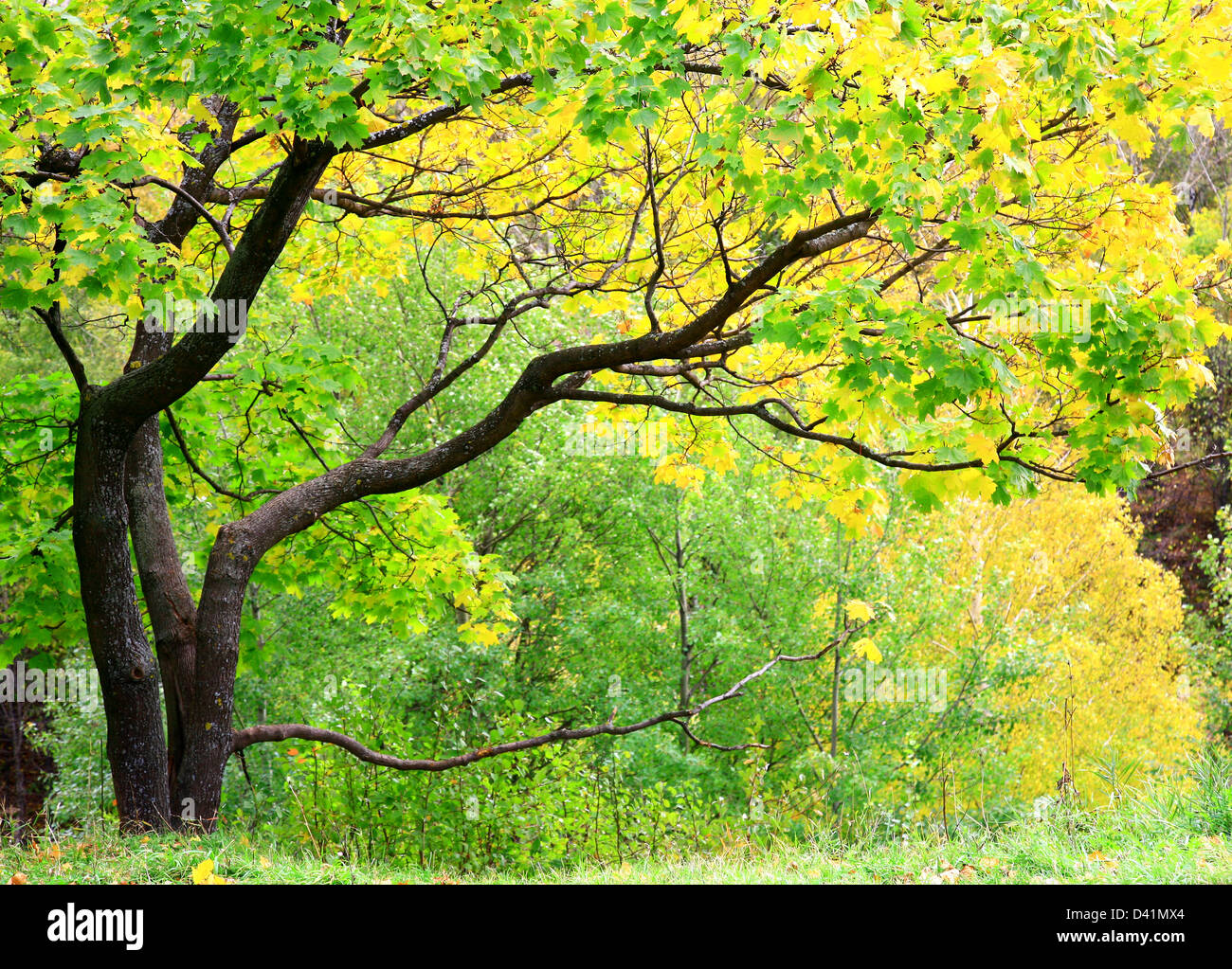Colourful maple tree hi-res stock photography and images - Alamy