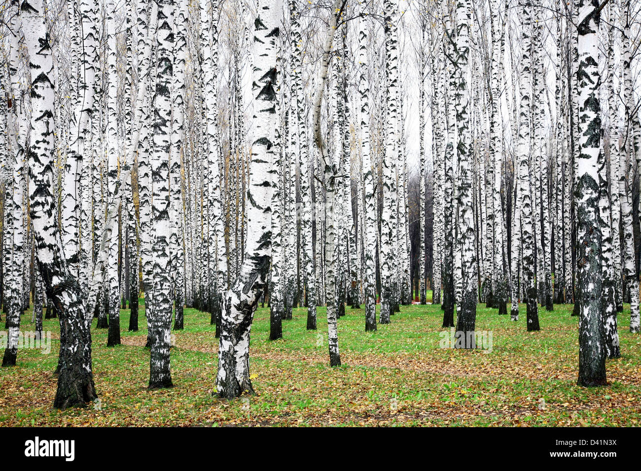 Beautiful autumn birch grove in october Stock Photo - Alamy