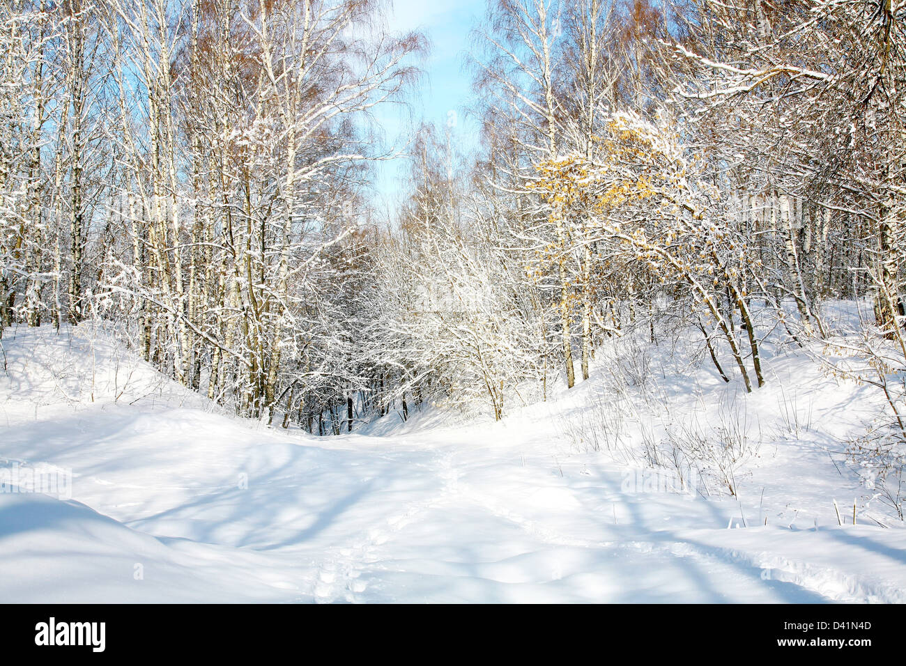 Beautiful april snow forest Stock Photo - Alamy