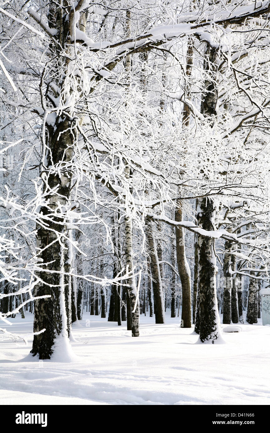 Beautiful snow branch of tree in sunlight Stock Photo - Alamy