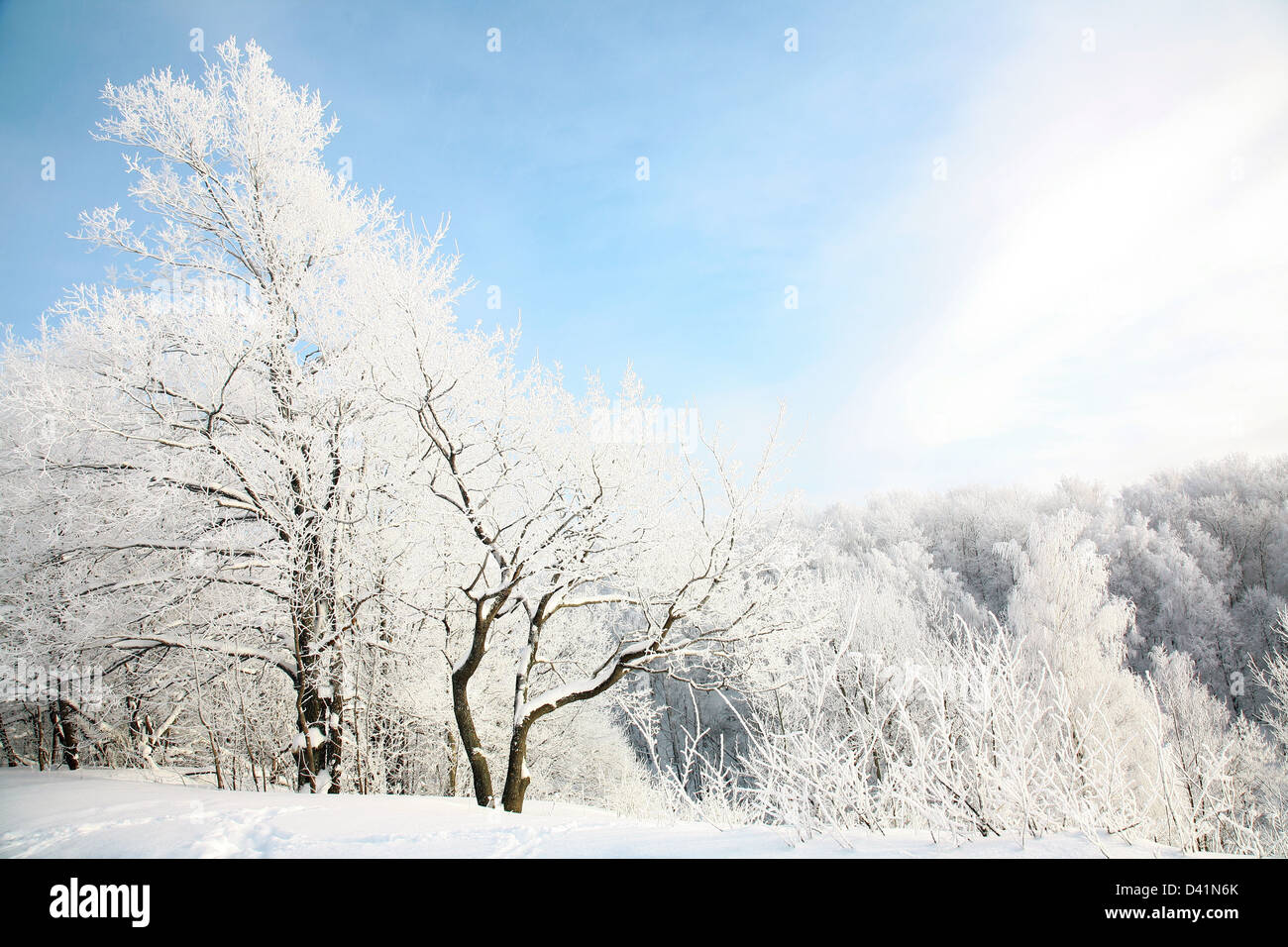 Beautiful snow forest on blue sky background Stock Photo - Alamy