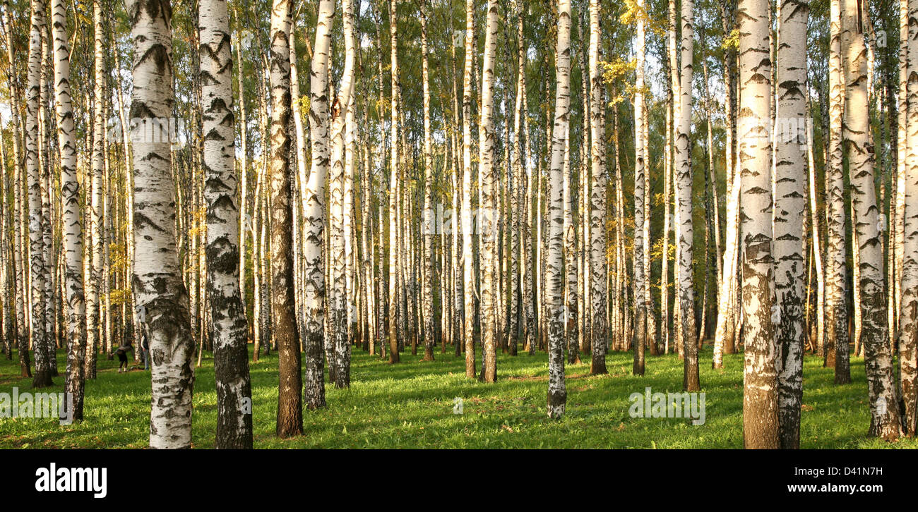 Birch Grove in early autumn Stock Photo - Alamy