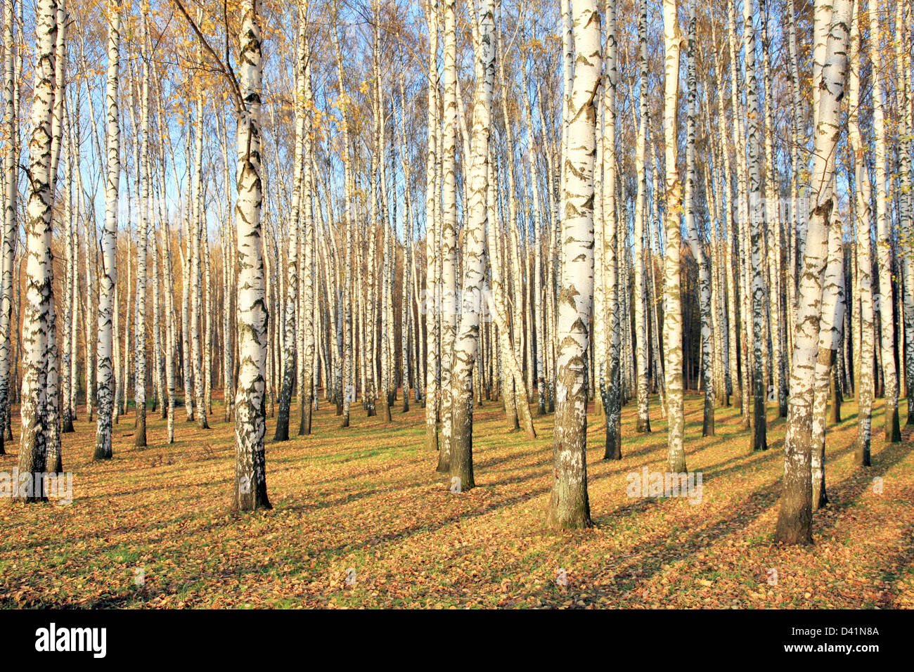 Birch groove hi-res stock photography and images - Alamy