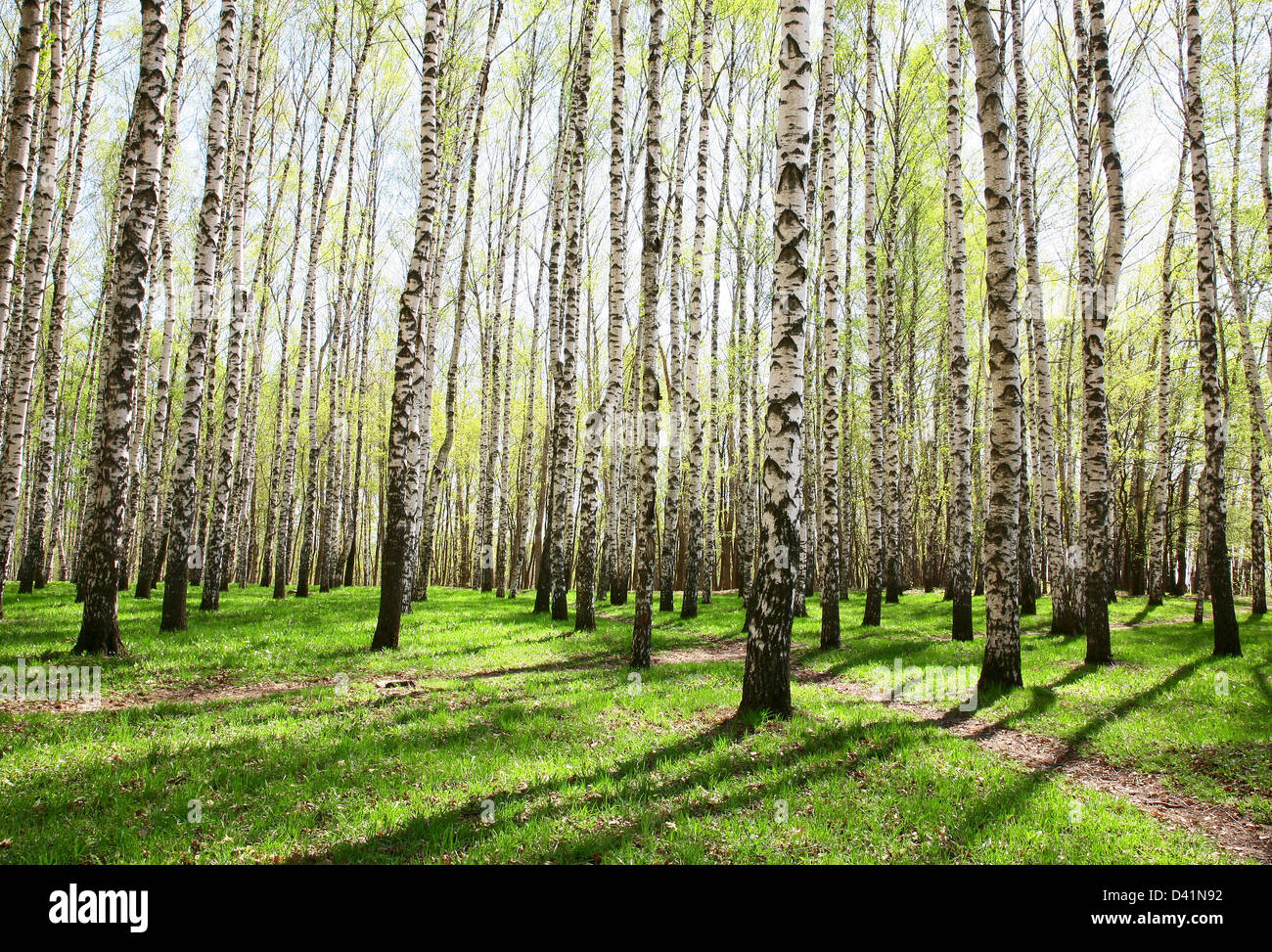 Birch grove in spring hi-res stock photography and images - Alamy