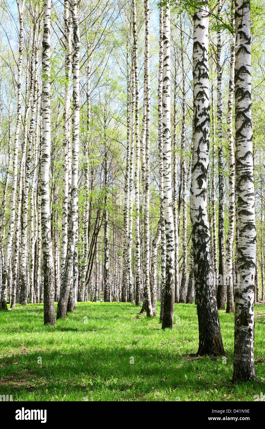 Birch groove hi-res stock photography and images - Alamy