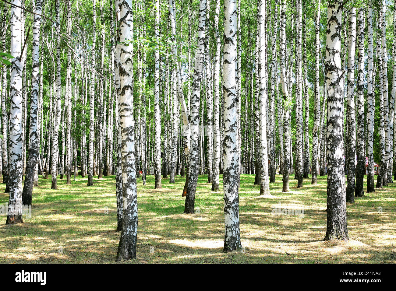 Birch groove hi-res stock photography and images - Alamy